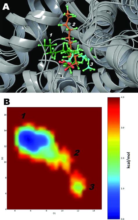 A Binding Modes For Pfuda Detected By Cmd Simulations Binding Modes