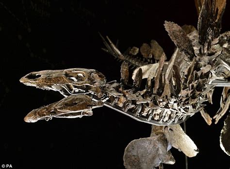 Meet Sophie The Most Complete Stegosaurus Skeleton Ever Found Daily