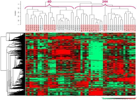 unsupervised hierarchical clustering heat map including