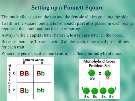 Ppt Section 9 2 Solving Punnett Squares Powerpoint Presentation Free