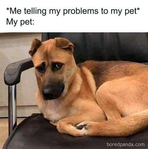 A Selection Of The Most Relatable Memes Youll Find Bored Panda