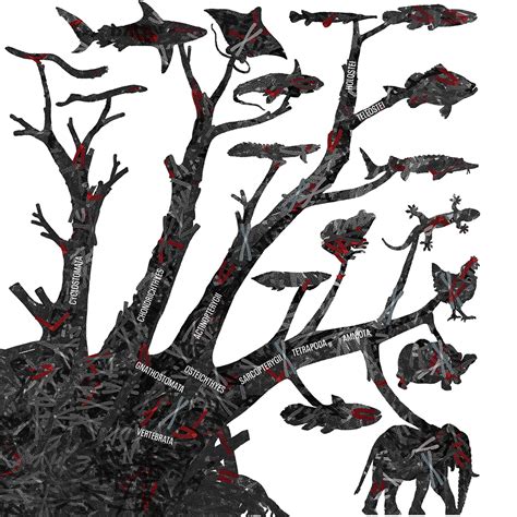 sex chromosome evolution in frogs what role for sex antagonistic genes
