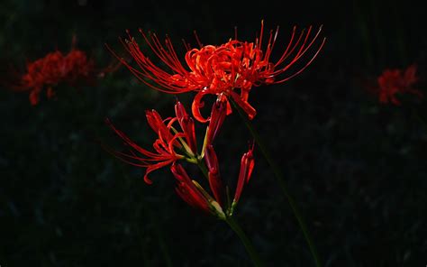 15 Outstanding Flower Desktop Wallpaper Dark You Can Download It Free
