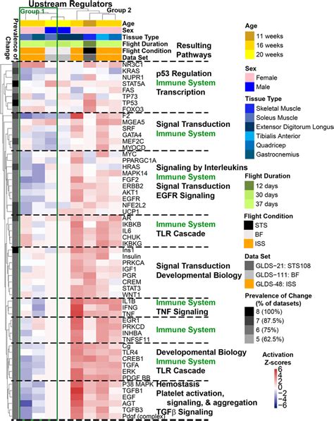 predicted upstream regulators for muscle tissue affected by