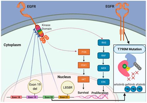 The Biology Of Egfr Mutations In Lung Cancer In Normal Cells Binding
