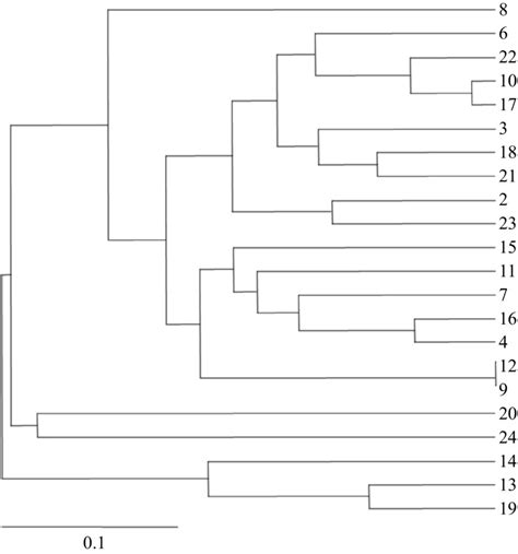 Dendrogram Showing The Diversity Of Root Nodule Bacteria Download