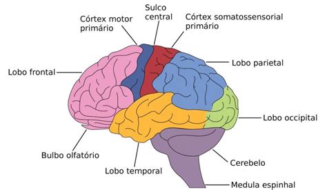 Neuroanatomia Neurologia E Biologia Infoescola