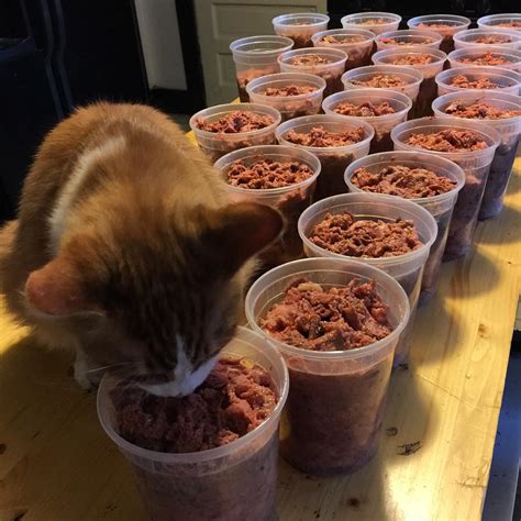 Top 15 Raw Food Diet For Cats Easy Recipes To Make At Home