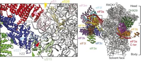 Structure Of Mammalian Eif3 In The Context Of The 43s Preinitiation