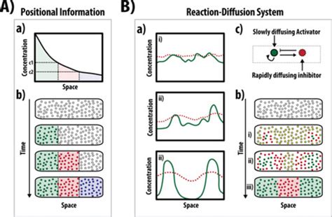 Patterning Tissues Through Positional Information Or A Download