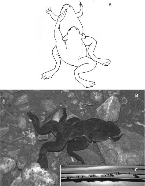 Successful Mating And Oviposition A Stroking Of A Female By The Male