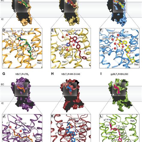 Ligand Poses And Corresponding Ligand Binding Pockets In Leukotriene