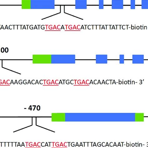 The Localization Of The Putative Mtknox3 Binding Sites In The