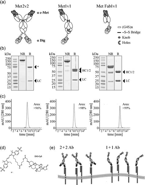 Generation Of Bispecific Antibodies For Receptor Quantitation Of Cell