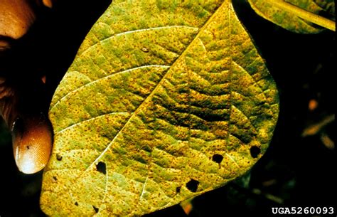 Soybean Rust Phakopsora Pachyrhizi