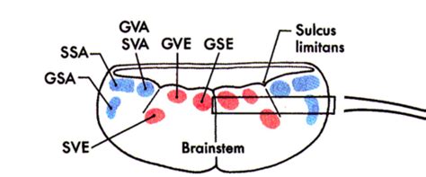 Lecture 22 Brainstem Lower Motor Neurons Flashcards Quizlet