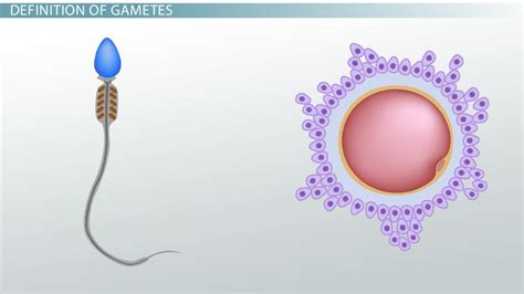 Gametes Definition Formation And Examples Lesson