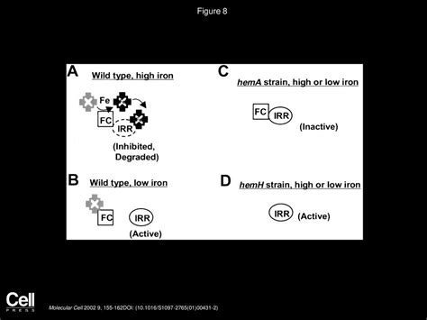 Interaction Between The Bacterial Iron Response Regulator And