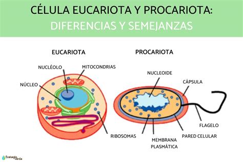 Diferencias Entre Celula Eucariota Y Celula Procariota Cuadro Comparat