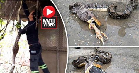 huge 15ft python caught on camera regurgitating farmer s champion