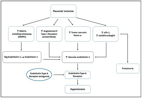 Ijms Free Full Text The Endothelin Type A Receptor As A Potential