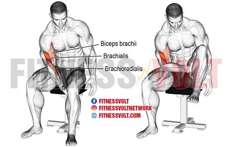 Maximize Gains Bicep Leg Curl For Stronger Arms And Legs Fitness Volt
