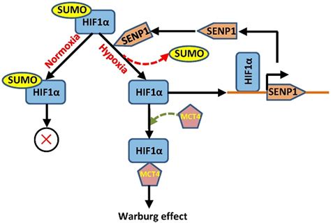 Senp1 Interacts With Hif1α To Regulate Glycolysis Of Prostatic