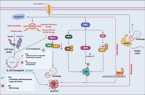 Doxorubicin Forms Adducts With Topoisomerase And Dna In A Process