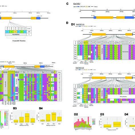 Haplotype Analysis Distribution In Different Maturity Groups And