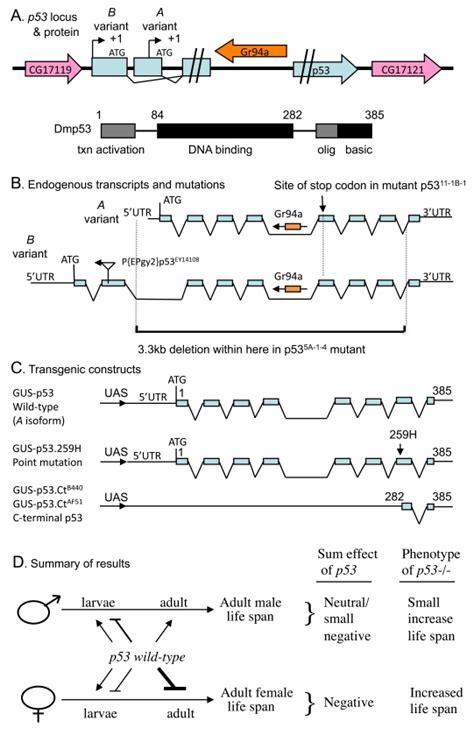Drosophila Melanogaster P53 Has Developmental Stage Specific And Sex