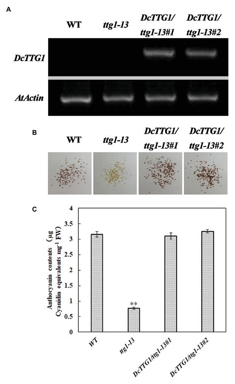 Frontiers The Light Induced Wd40 Repeat Transcription Factor Dcttg1
