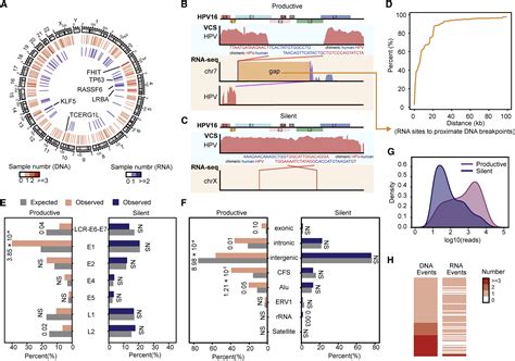 Multi Omics Characterization Of Silent And Productive Hpv Integration