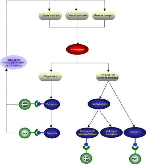 Schematic Representation Of The Biochemical Processes That Involve The