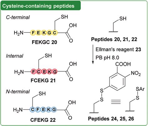 Cysteine Containing Peptides And Their Disulfide Containing