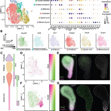 Fig S5 Neuromesodermal Progenitor Nmp Was Not Detected In Neural
