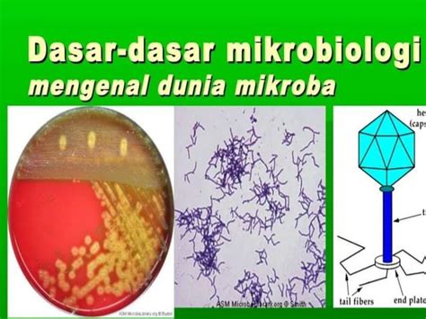 Struktur Dan Morfologi Bakteri Ppt