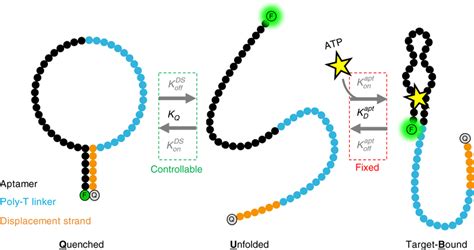 Overview Of The Intramolecular Strand Displacement Isd Switch Design