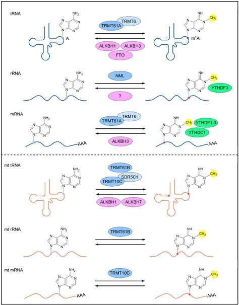 M1a Rna Modification In Gene Expression Regulation Encyclopedia Mdpi
