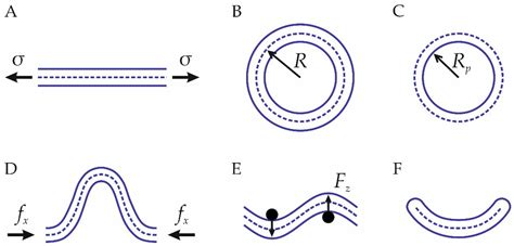 Membranes Free Full Text Determination Of Elastic Parameters Of
