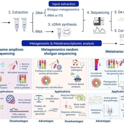 Workflow Of A Metagenomic Analysis Laboratory And Bioinformatic