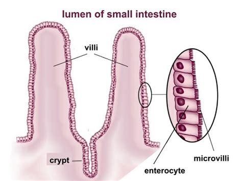 Simple Columnar Epithelium Definition And Function Biology Dictionary