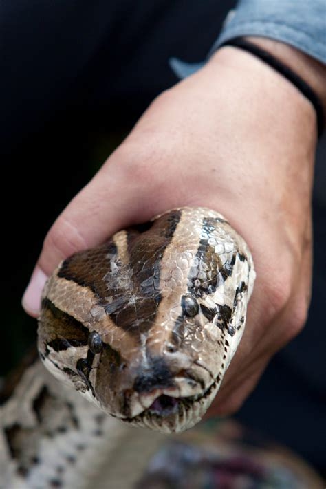 invasive species what you need to know uf ifas extension sarasota