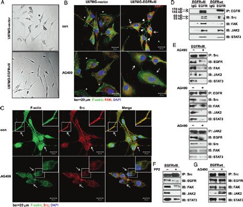 Jak2 Stat3 Inhibition Disrupted The Focal Adhesion Complex Where
