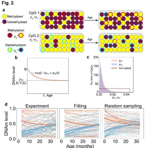 Stochastic Single Cell Model For Modeling Bulk Dnam Dynamics A Sketch