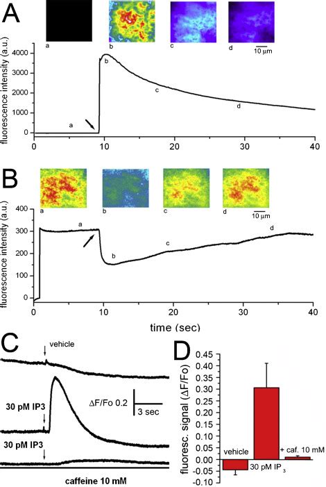A Estimating The Spatio Temporal Profile Of Injected [ip3] Utilizing