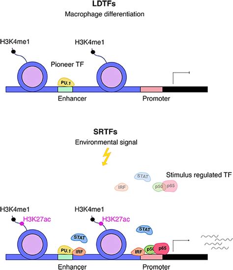 Frontiers Regulatory Networks Involving Stats Irfs And Nfκb In