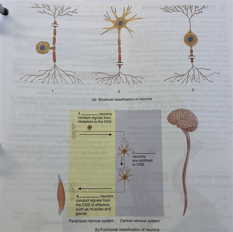 Structural And Functional Classification Of Neurons Diagram Quizlet