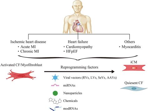 Development Of Direct Cardiac Reprogramming For Clinical Applications
