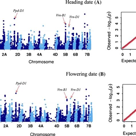 Manhattan And Quantile Quantile Q Q Plots For Heading Date A