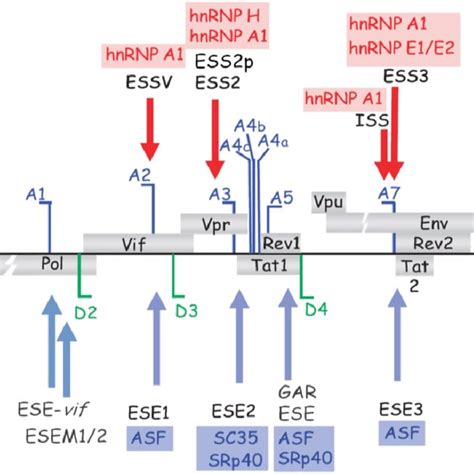 5 Map Of The Regulatory Elements And Splicing Factors That Modulate